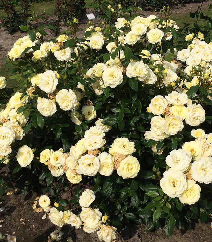 Rosa 'Simply Color®' Simply Color® Grandiflora Rose from Dietrich Gardens