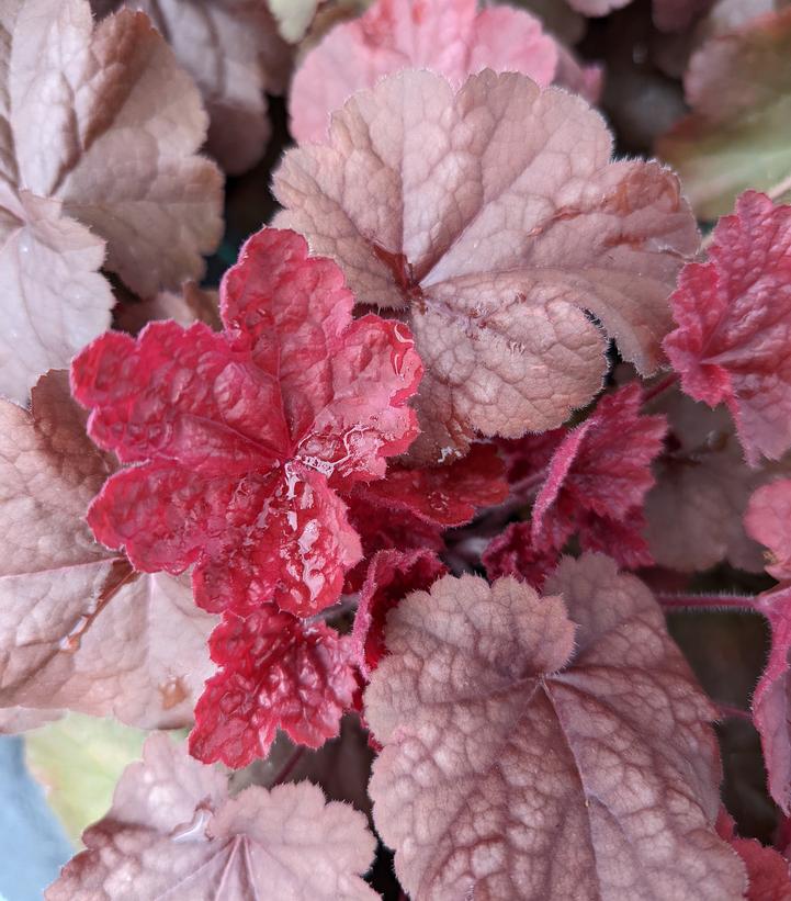 Heuchera 'Northern Exposure™ Red' Northern Exposure™ Red Coral Bells ...